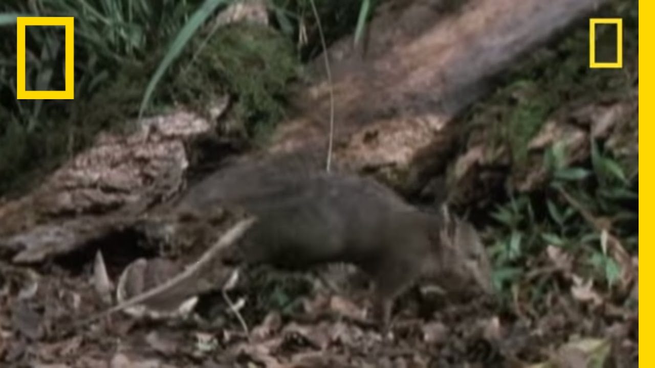Meet the Giant Elephant Shrew | National Geographic - YouTube