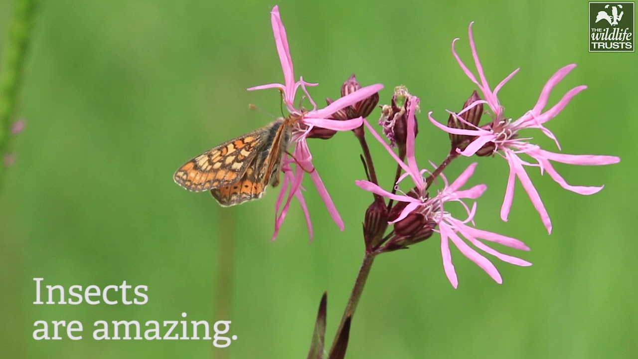 Amazing insects - The Wildlife Trusts - YouTube