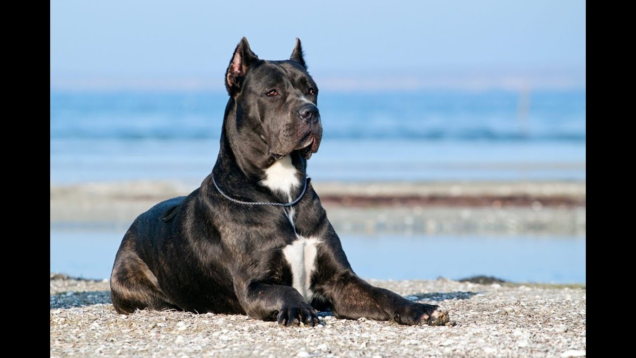 The Fascinating History of the Cane Corso💥From Ancient Rome to Modern ...