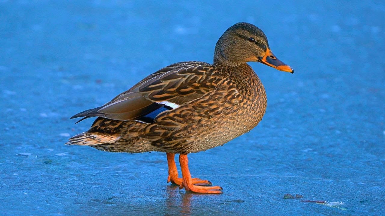 Even More Female Arctic Ducks on the Dark Ice [4K] Mallard Duck Hens ...
