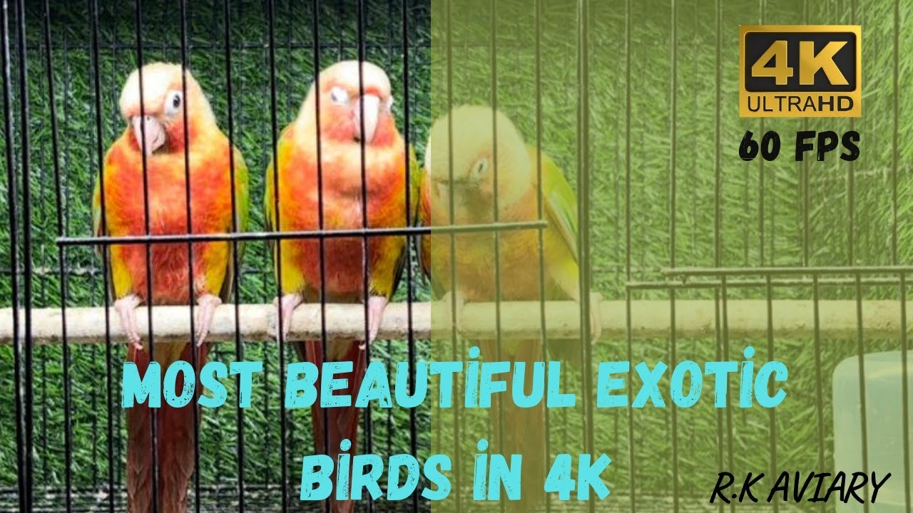 MOST BEAUTIFUL EXOTIC BIRDS IN 4K 60fps HDR (ULTRA HD) - YouTube