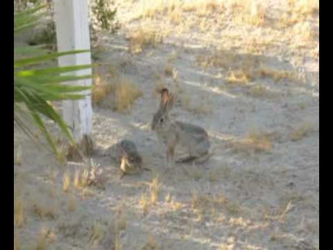 One rabbit trying to help another injured rabbit - YouTube