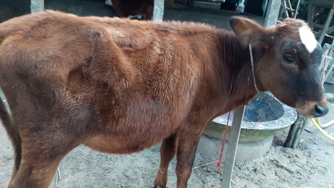 ৫৬৫ নং ১০ মাস ১০ দিন বয়সের জার্সি বকনা বাছুর বিক্রয় হইবে 01759-413471 - YouTube