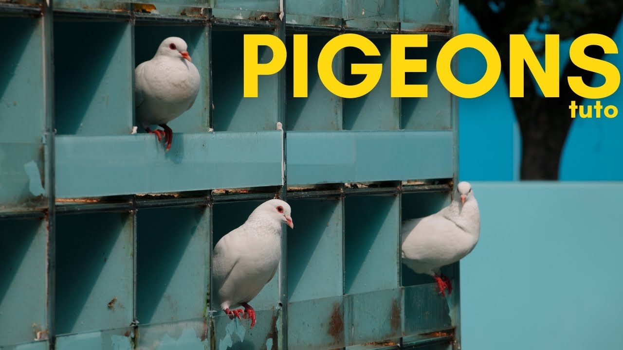 TUTO DE L'ÉLEVAGE COMMERCIAL DES PIGEONS DE CHAIR ! #Agriculture #Elevage #Pigeons - YouTube
