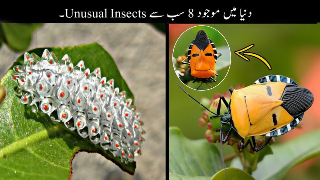 8 Most Unusual Insects In The World | دنیا کے سب سے انوکھے کیڑے ...