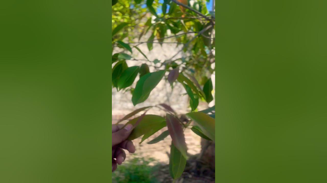 Homegrown Java Plum Tree | Jamun #homegrown #homegarden #nature # ...