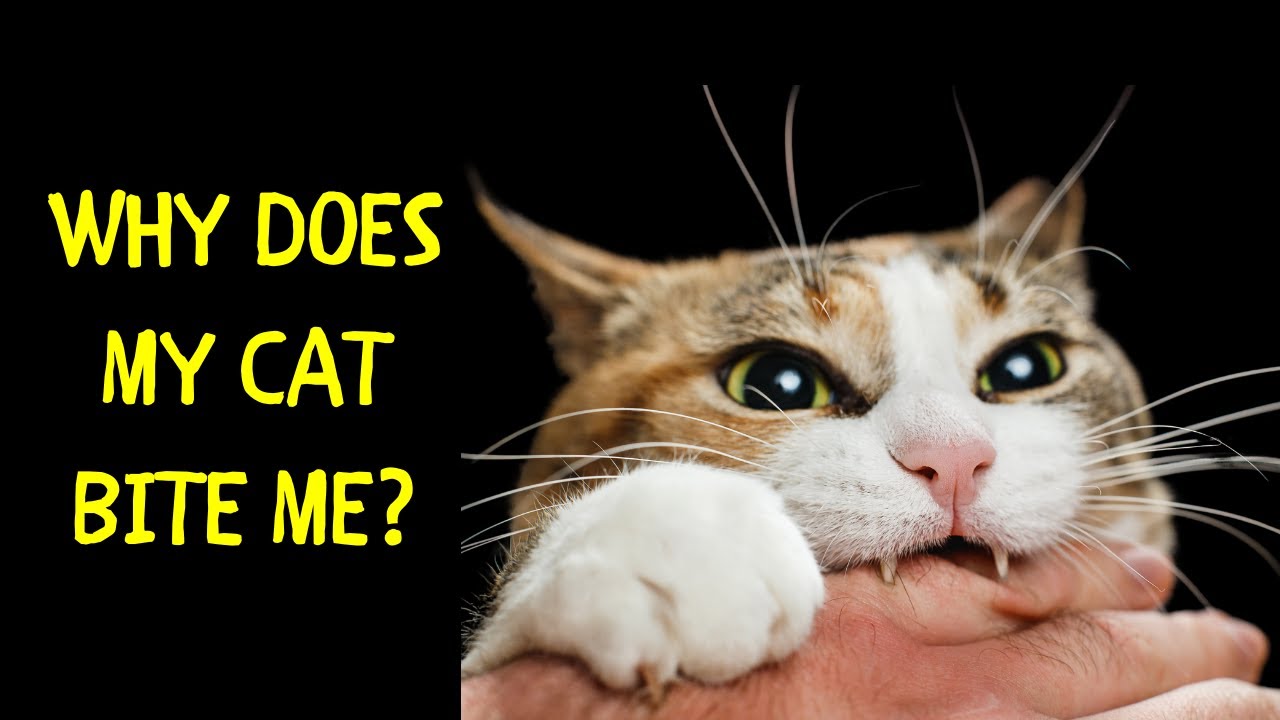 Why Does My Cat Bite Me? | Figuring Out Cat Behavior - YouTube