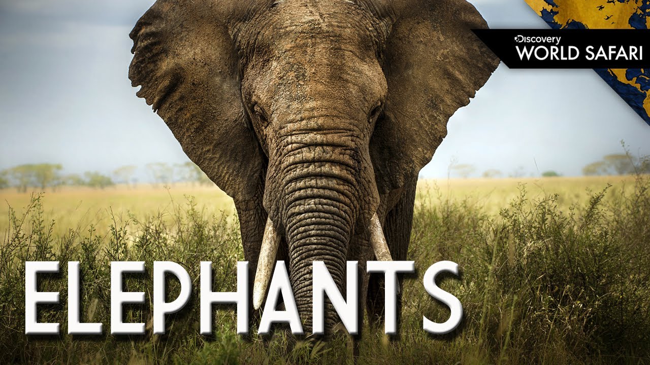 6 Things To Know About African Elephants YouTube 6-things-to-know-about-african-elephants-youtube