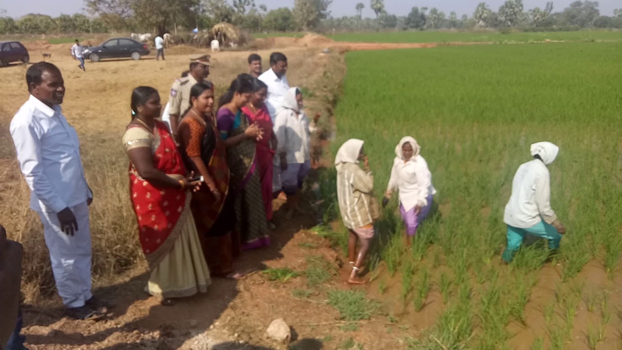 Gongidi Sunitha Mahender Reddy garu went to fields - YouTube