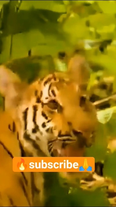 🔥best funny video tiger vs chimpanze🥳😭😂😂 - YouTube