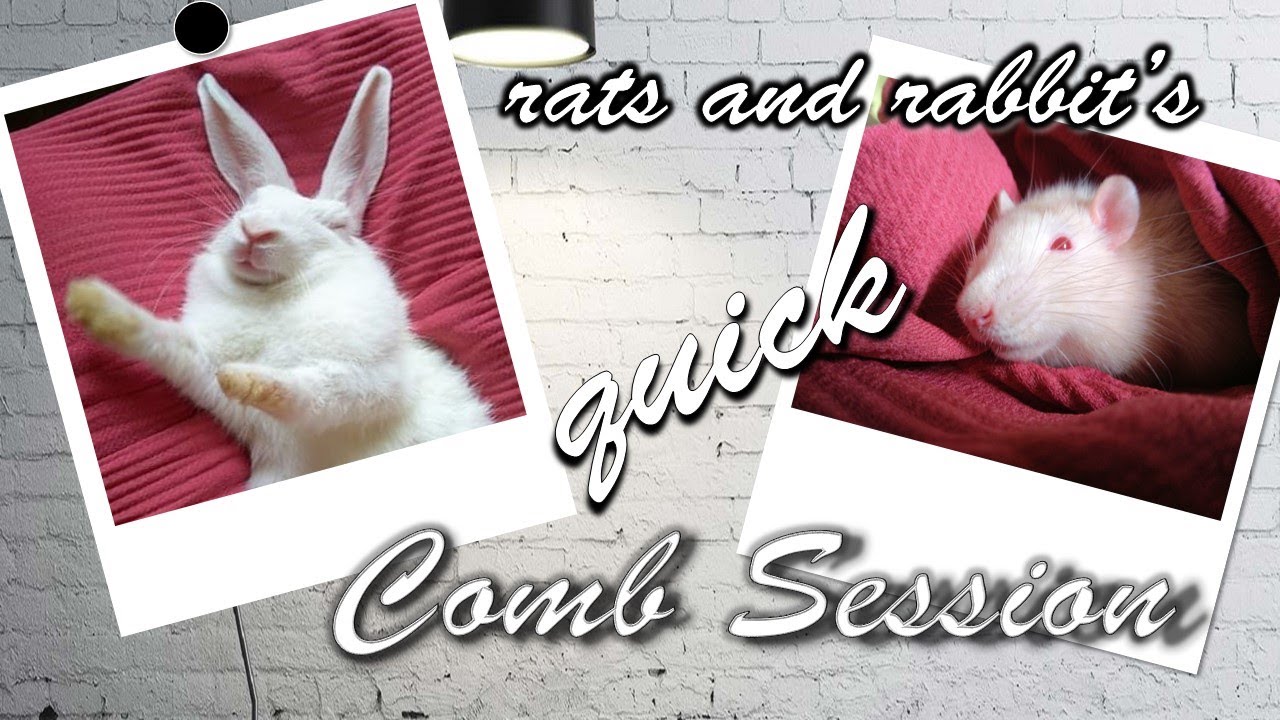 Quick comb session of rats and rabbit - YouTube
