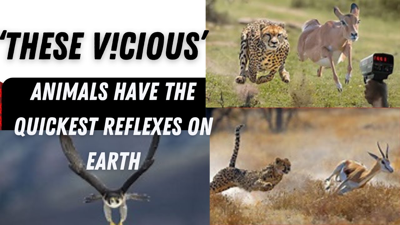 These Animals have the fastest reflexes on earth #earth #birds #animals ...
