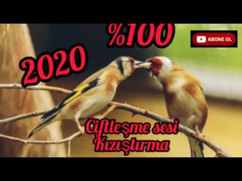 Saka kuşu çiftleşme sesi (saka kızıştırma)sesi %100 etkili !!