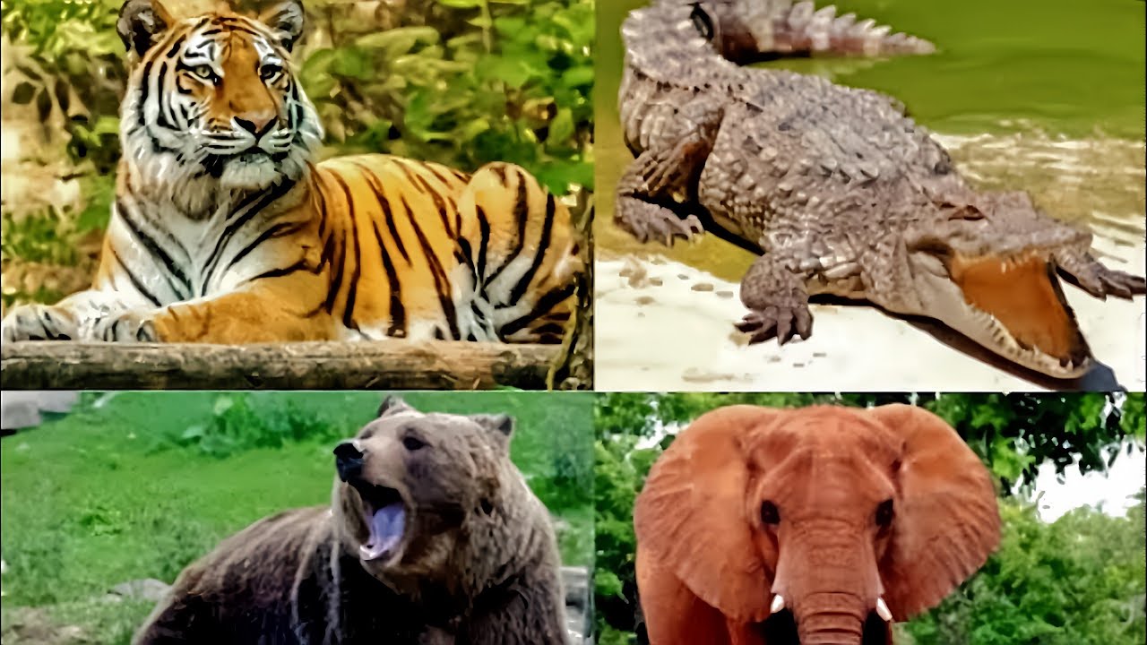 Top 5 Dangerous Animals in the World | Deadliest Animal - YouTube