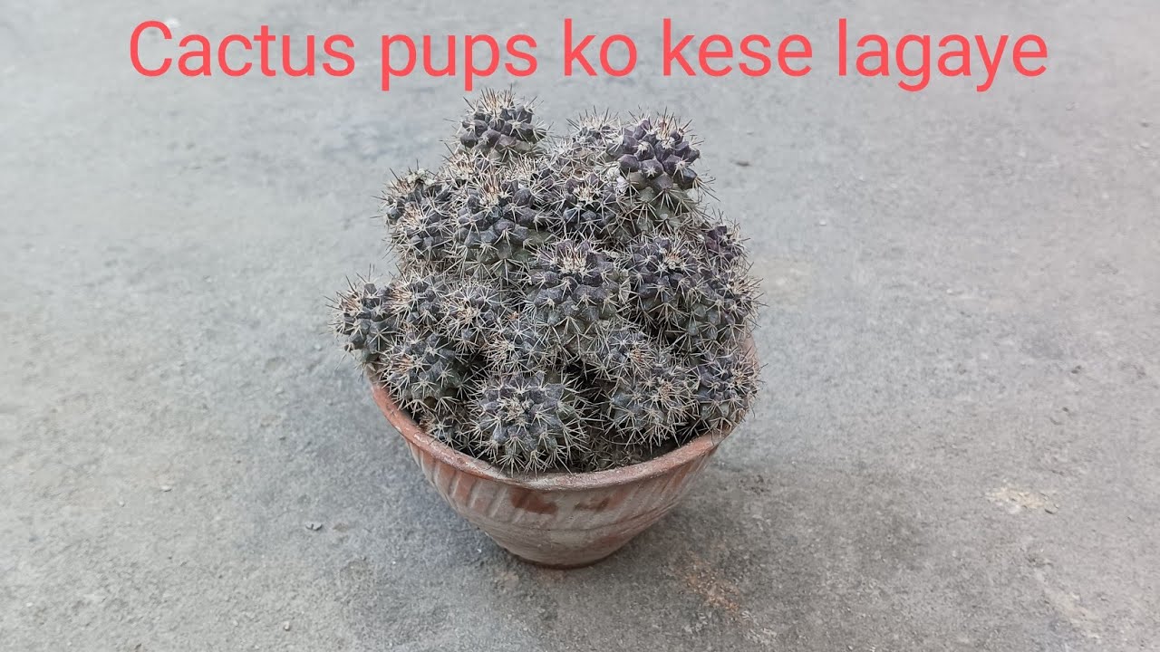 Grow Cactus from Cutting || Cactus Babies || Cactus Pups Care || Top ...