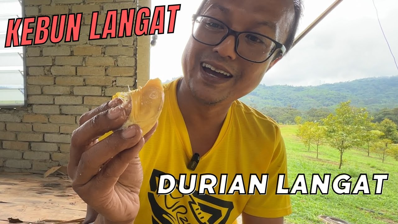 Kebun Langat: Durian Langat - Julai 2024 - YouTube