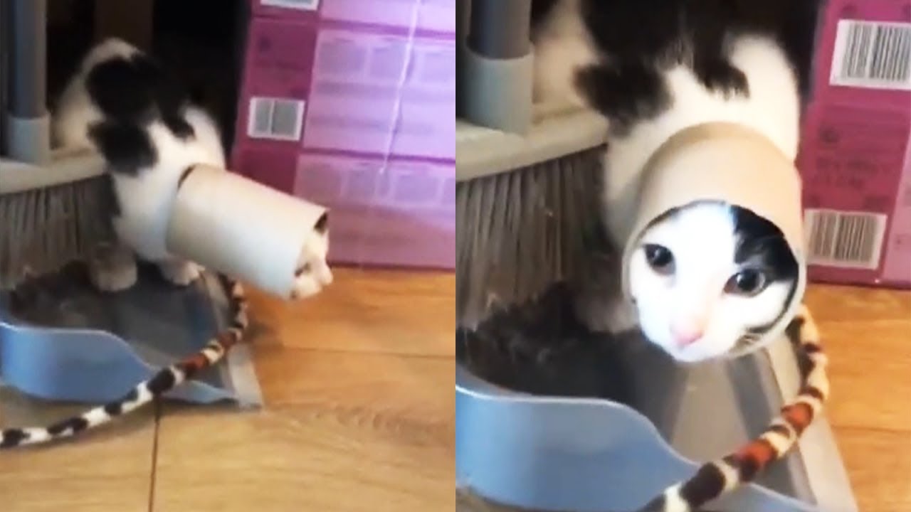Cat Gets Head Stuck In Toilet Paper Roll - YouTube