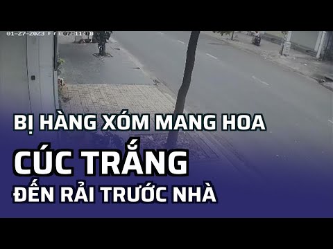 Bị hàng xóm mang hoa cúc trắng đến rải trước nhà