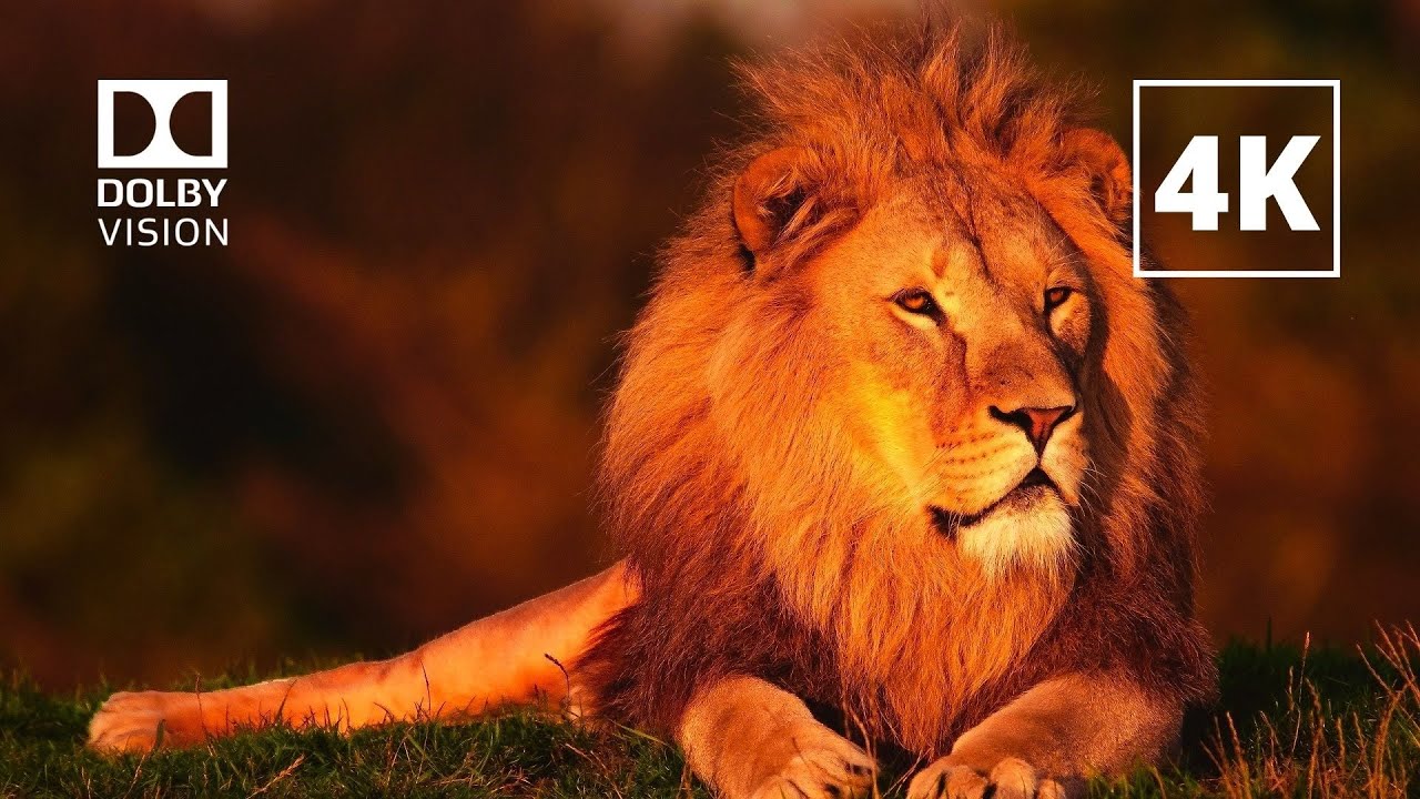 LION IN 4K HDR 60 FPS (ULTRA HD) | DOLBY VISION | RELAXING VIDEO | 4K ...