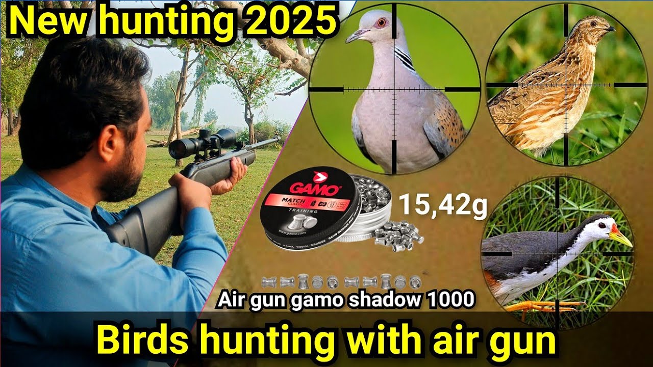 bird hunting airgun | dove hunting | Jal murgi hunting | Quail Hunting ...