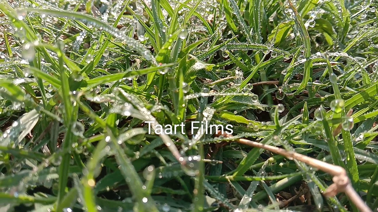 Dew Drops Filming| Nature | Taart Photography | - YouTube