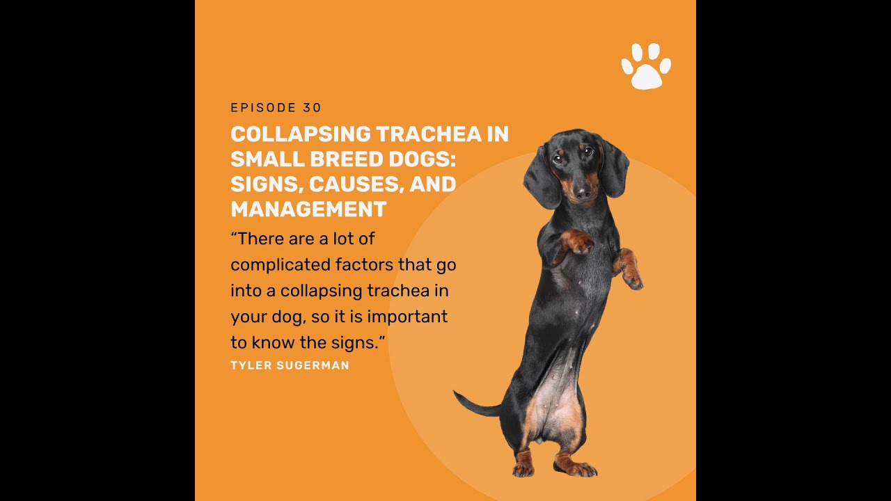 Collapsed Trachea: Recognizing Symptoms and Solutions - YouTube