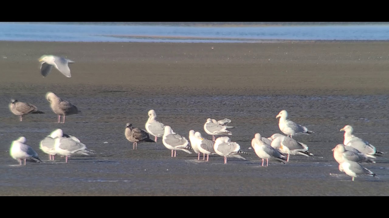 Iceland Gull (Thayer's) (Larus glaucoides thayeri) Video 2021-01-09 (1 ...
