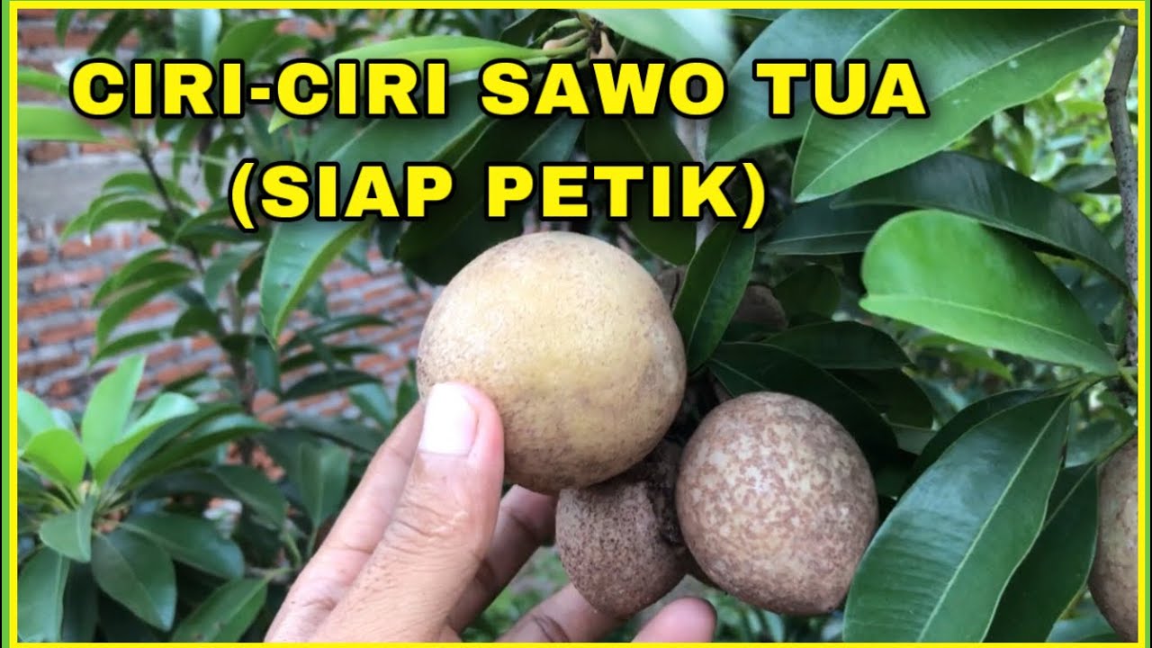 Cara membedakan sawo tua dan muda | ciri sawo matang/siap petik - YouTube