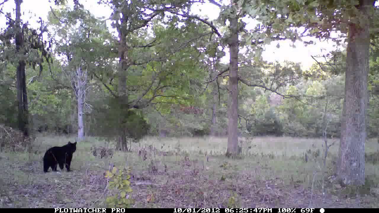 Plotwatcher Pro Deer and a Bear - YouTube