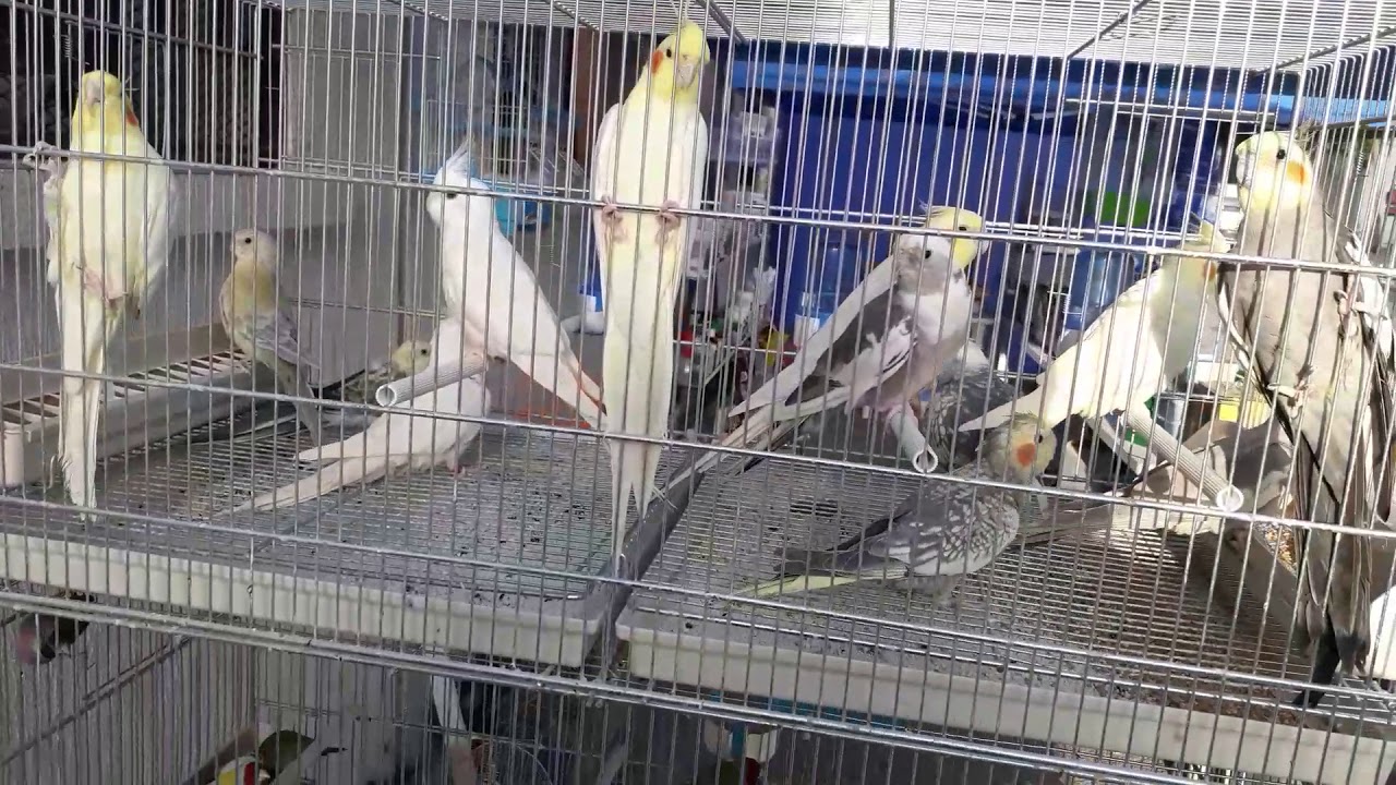 Souk el moncef bay jawna behi - YouTube