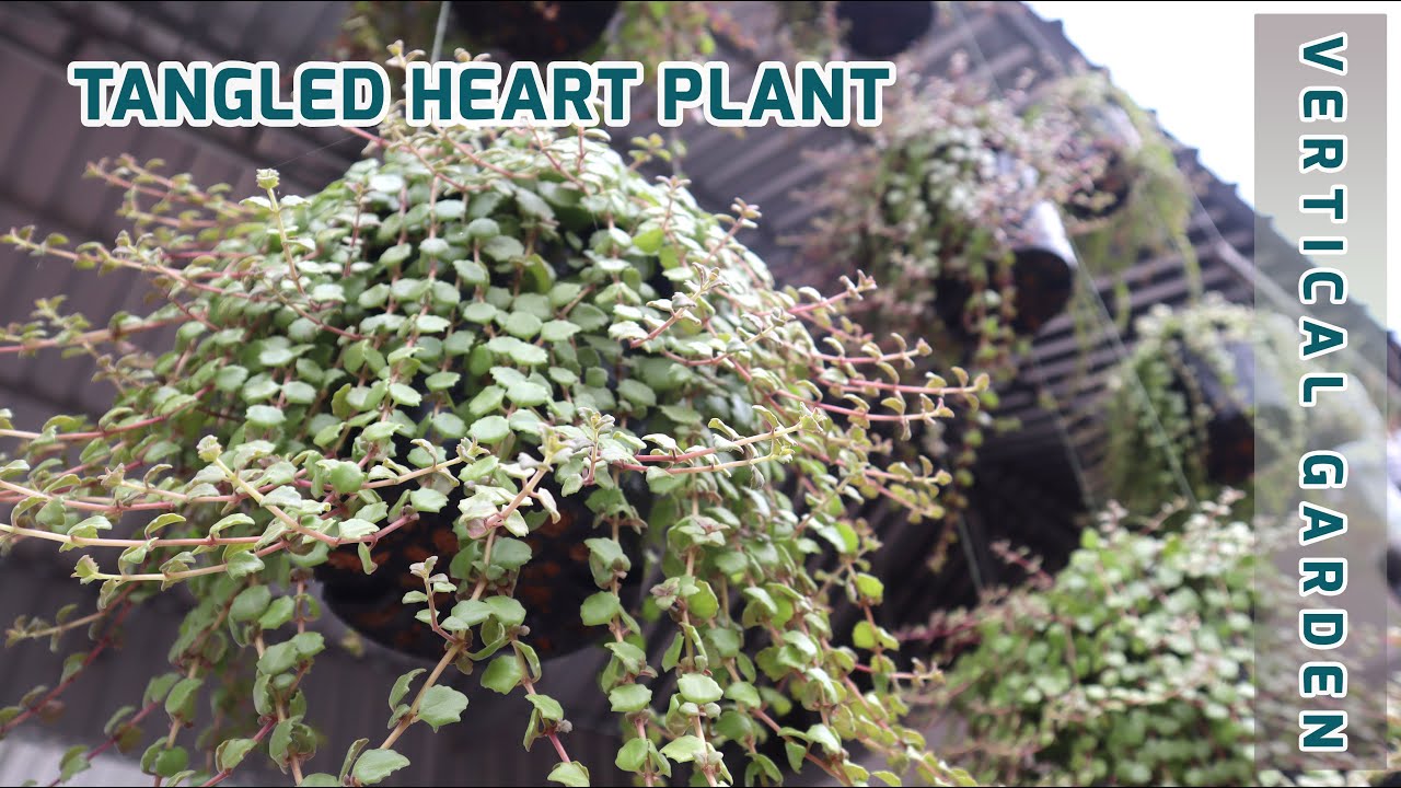 EPISODE 22 THE BEST WAY TO MAKE VERTICAL GARDEN WITH GROWING TANGLED ...