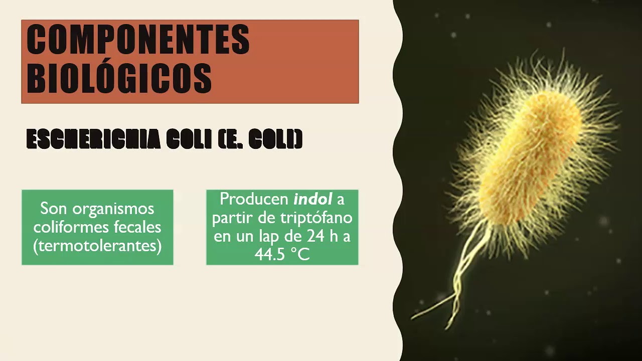 Tema 4.3. Componentes biológicos en agua - YouTube