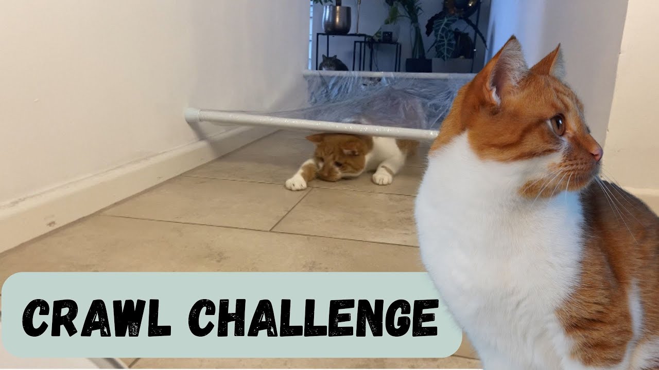 CAT CRAWL CHALLENGE \\ How flat can they go? - YouTube