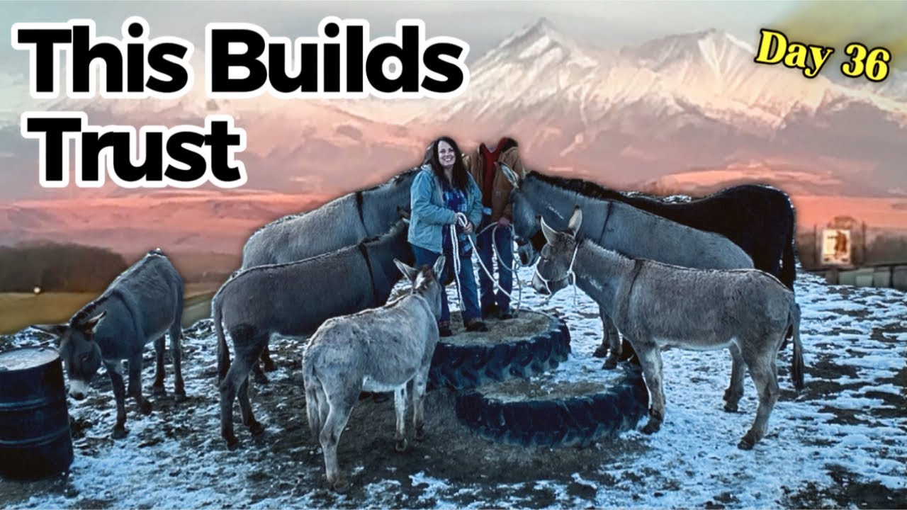 Donkey Confidence 101: What I Wish I Knew With My First Wild Burros ...