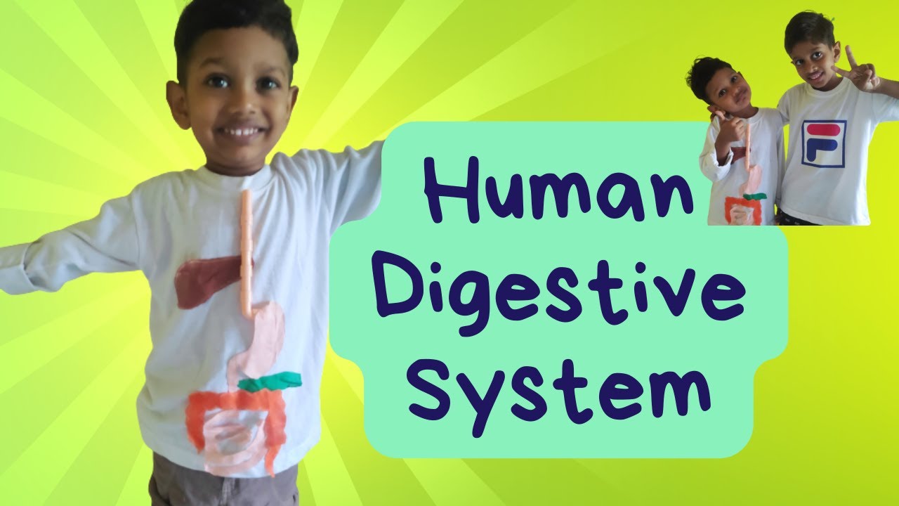 Human Digestive System: How It Works - YouTube