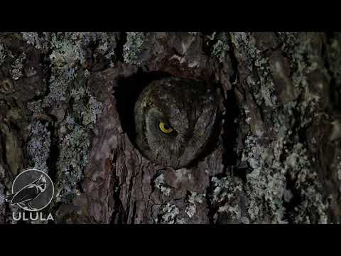 Autillo Europeo: El Ave Nocturna Con Canto Encantador | Loros Y Guacamayos
