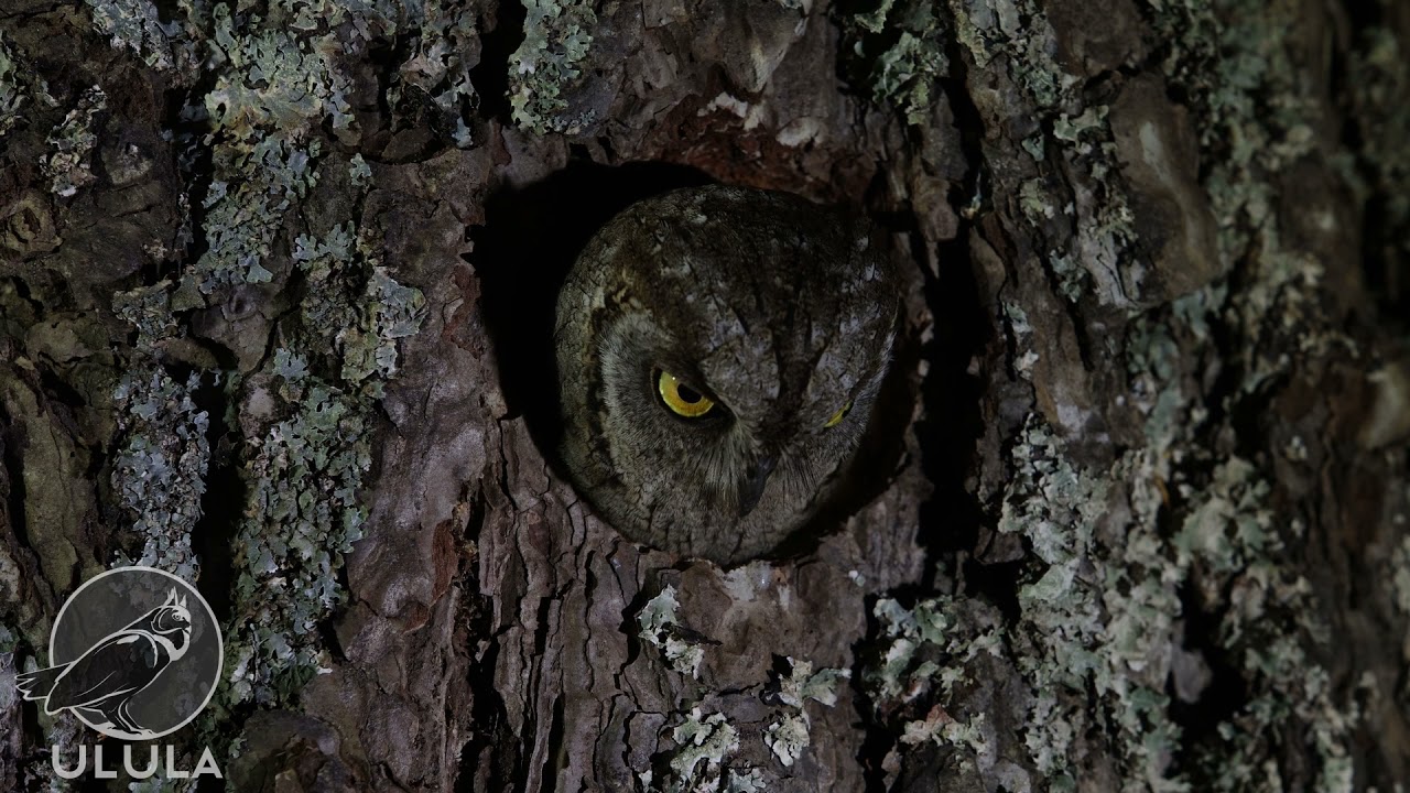 Macho de autillo europeo (Otus scops) cantando desde el nido. - YouTube