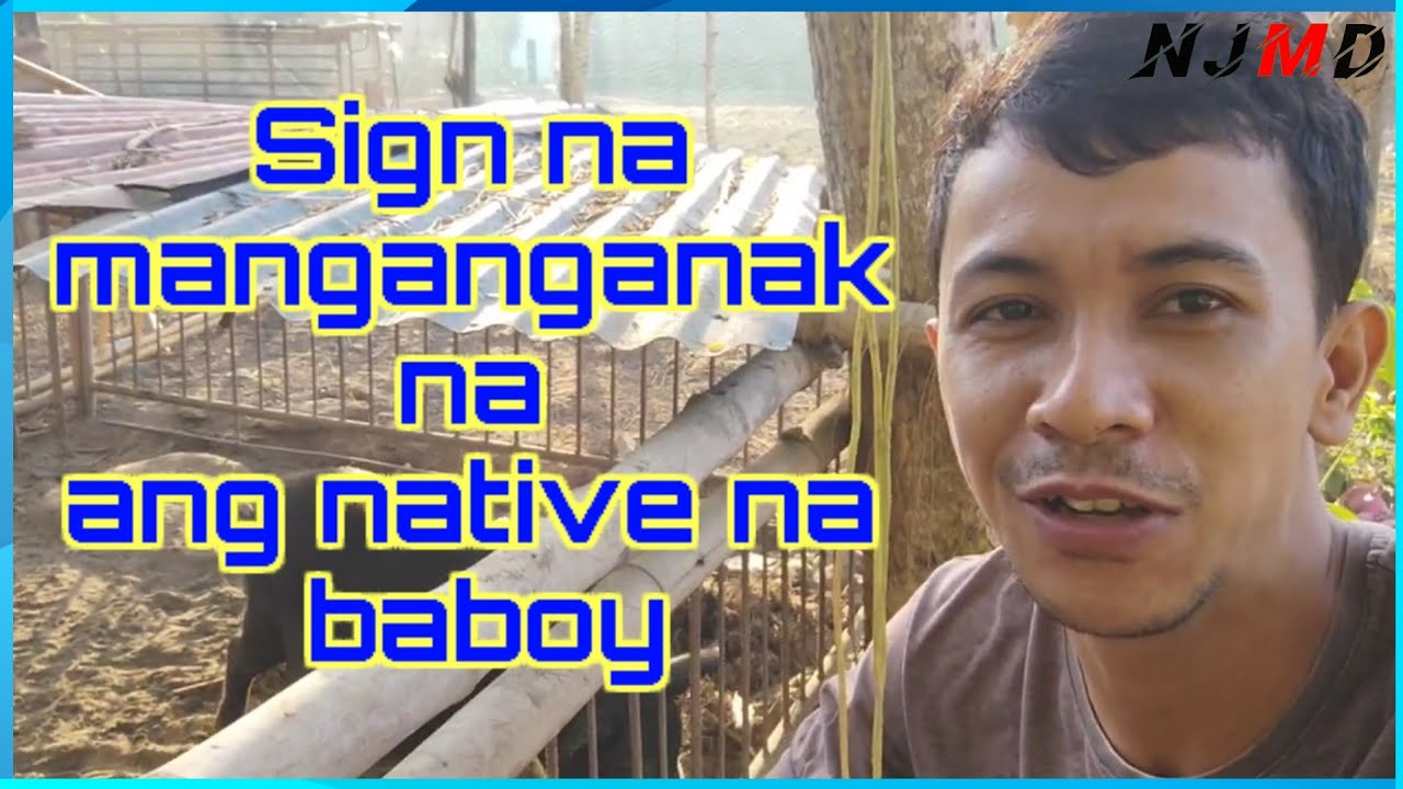 Sign na manganganak na ang native na baboy #nativepig #nativepigs - YouTube