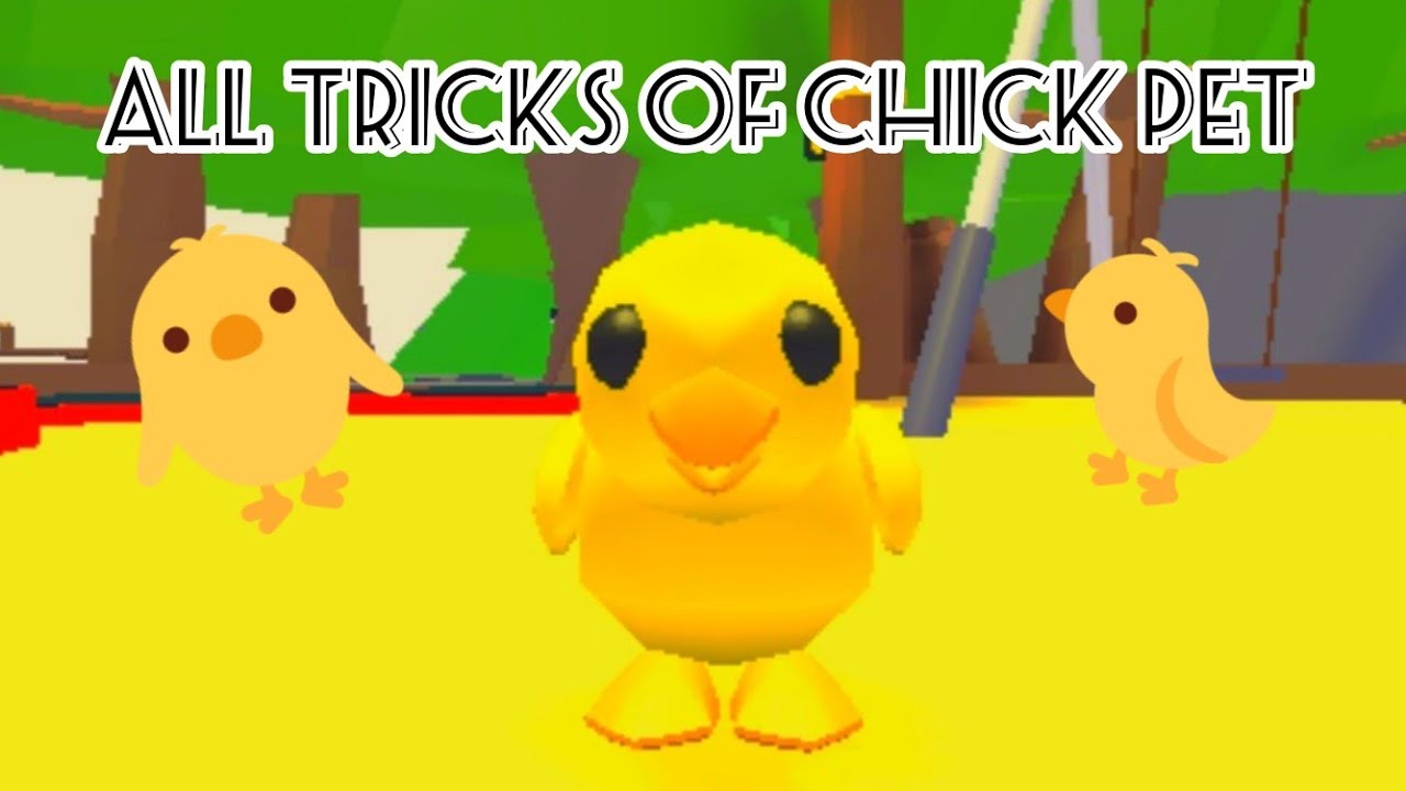 ALL THE TRICKS OF CHICK PET🐥(Roblox Adopt Me!) - YouTube