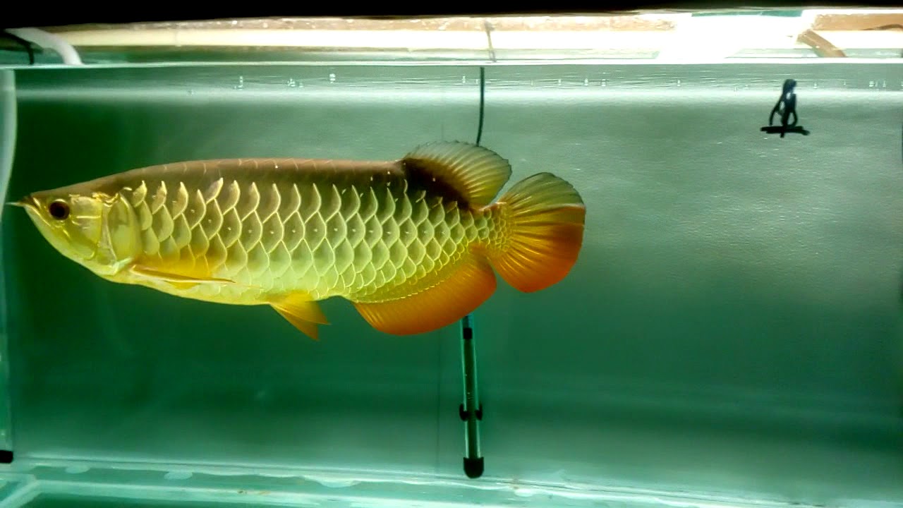 High back golden arowana - YouTube