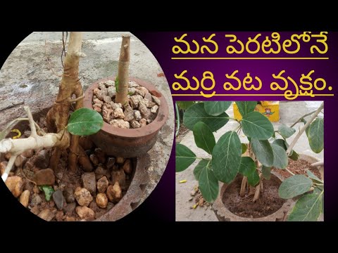 ||How to make Banyan tree, Bonsai at home garden ||in telugu.||వట ...