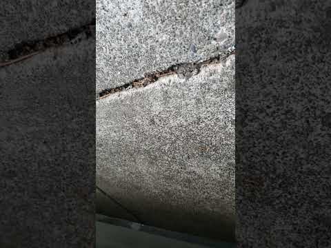 my bad ass nova - YouTube