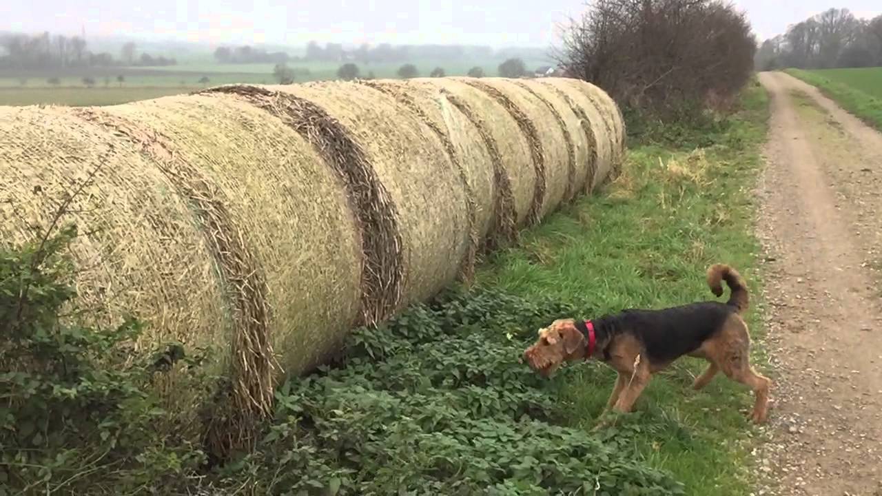 Airedale Terrier jumping on hay rolls... - YouTube