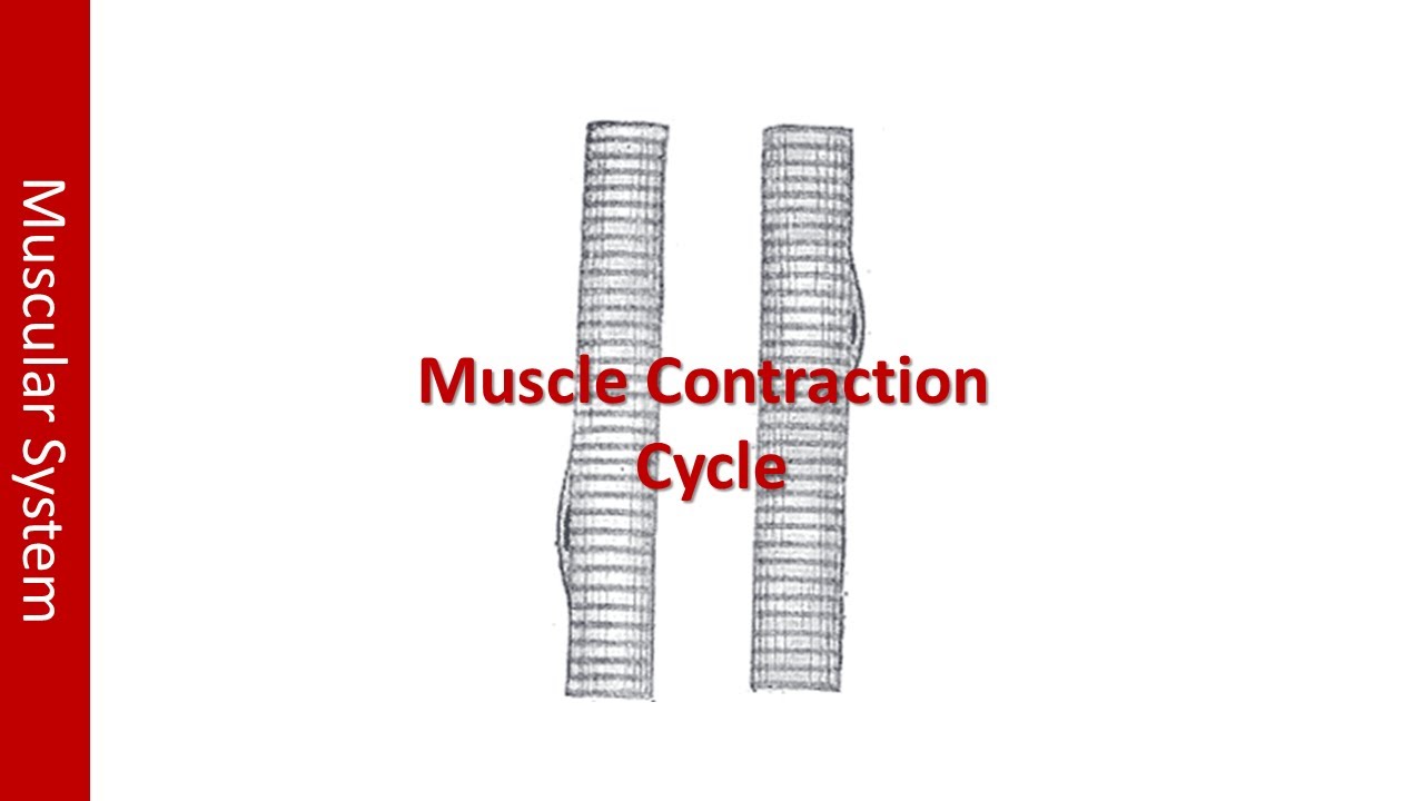 Muscle Contraction Cycle - YouTube