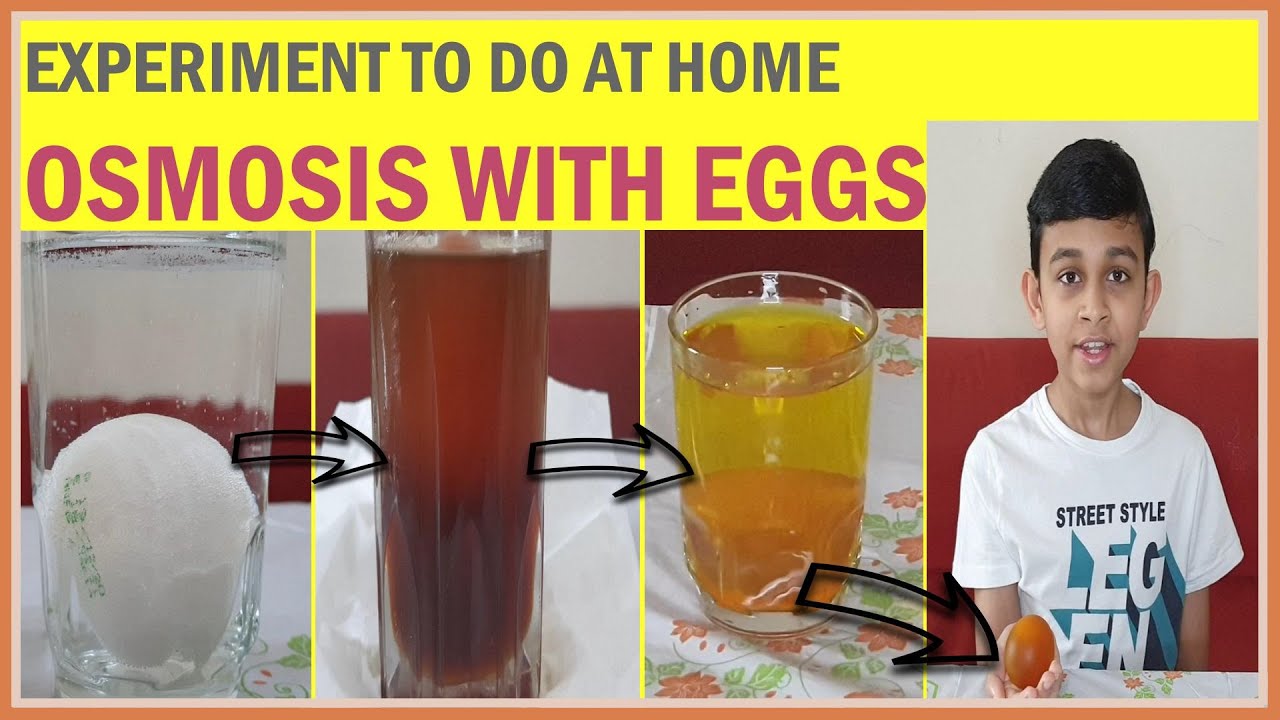 Osmosis experiment with eggs//Science experiment to do at home - YouTube