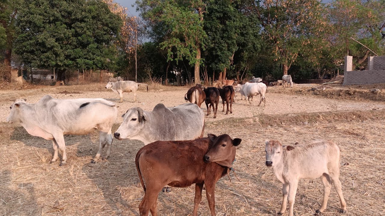 Bullock 😍 Animals Video - YouTube