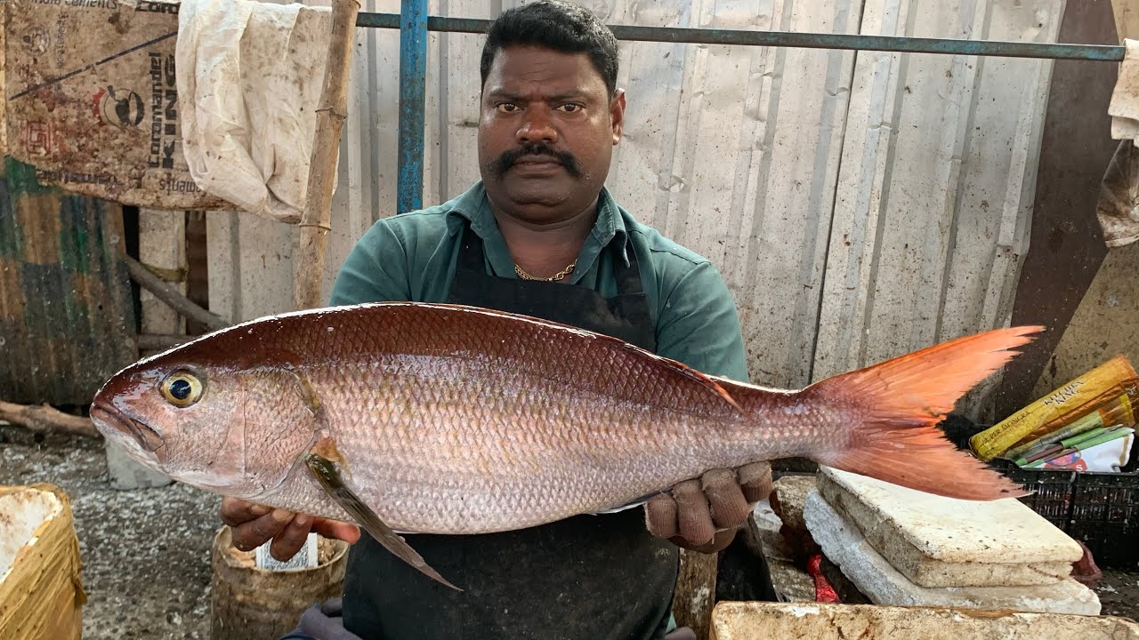Kasimedu Selvam Kendal Fish Cutting🔥🔪Kasimedu Fish Cutting🔥KF FISH CUTS ...