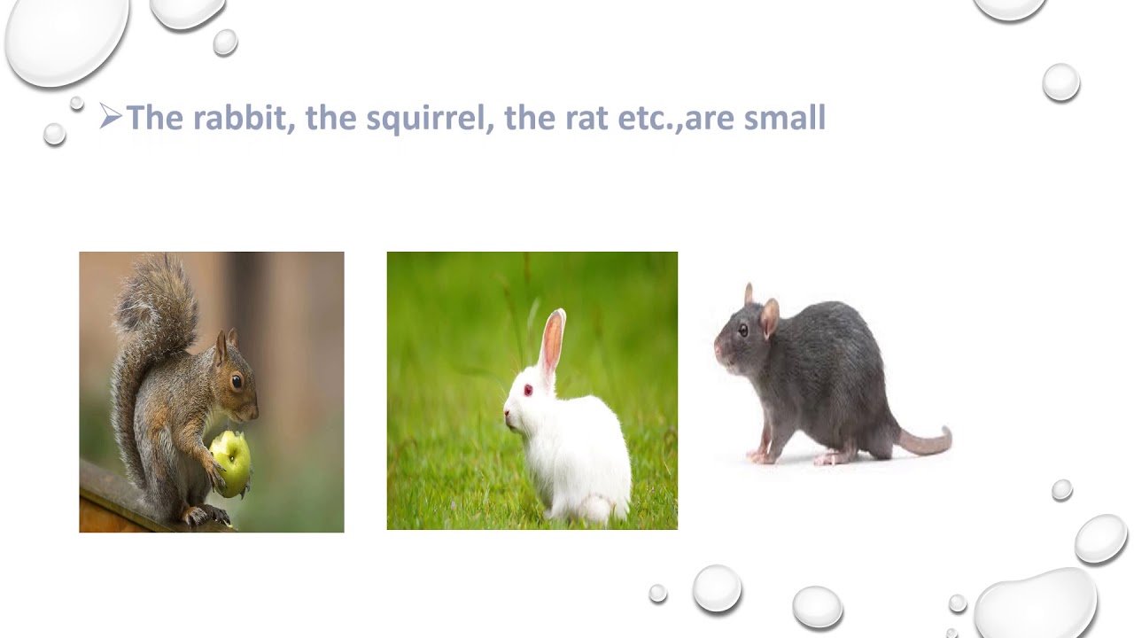 WILD ANIMALS CLASS II LESSON 3 - YouTube