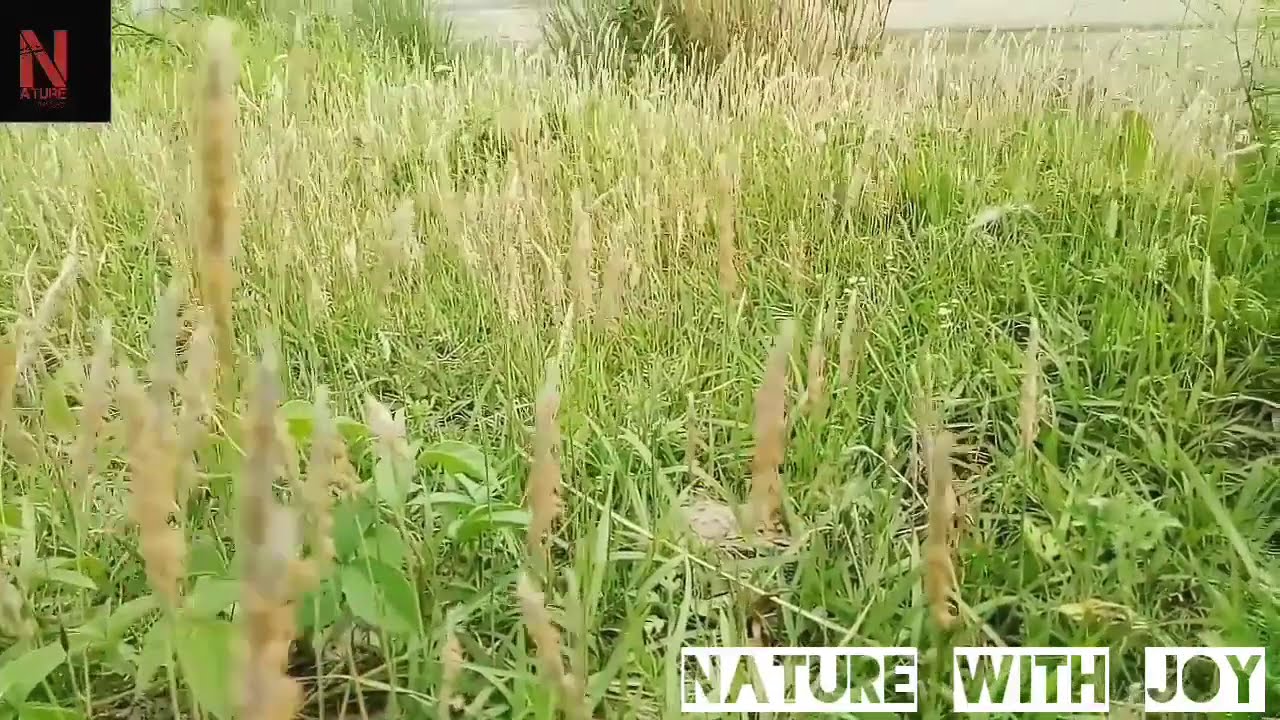 Dancing grass in the wind.//Nature with joy// - YouTube