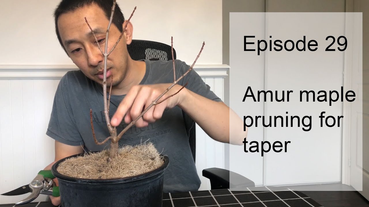 Episode 29, Amur Maple(acer ginnala) spring pruning for taper - YouTube